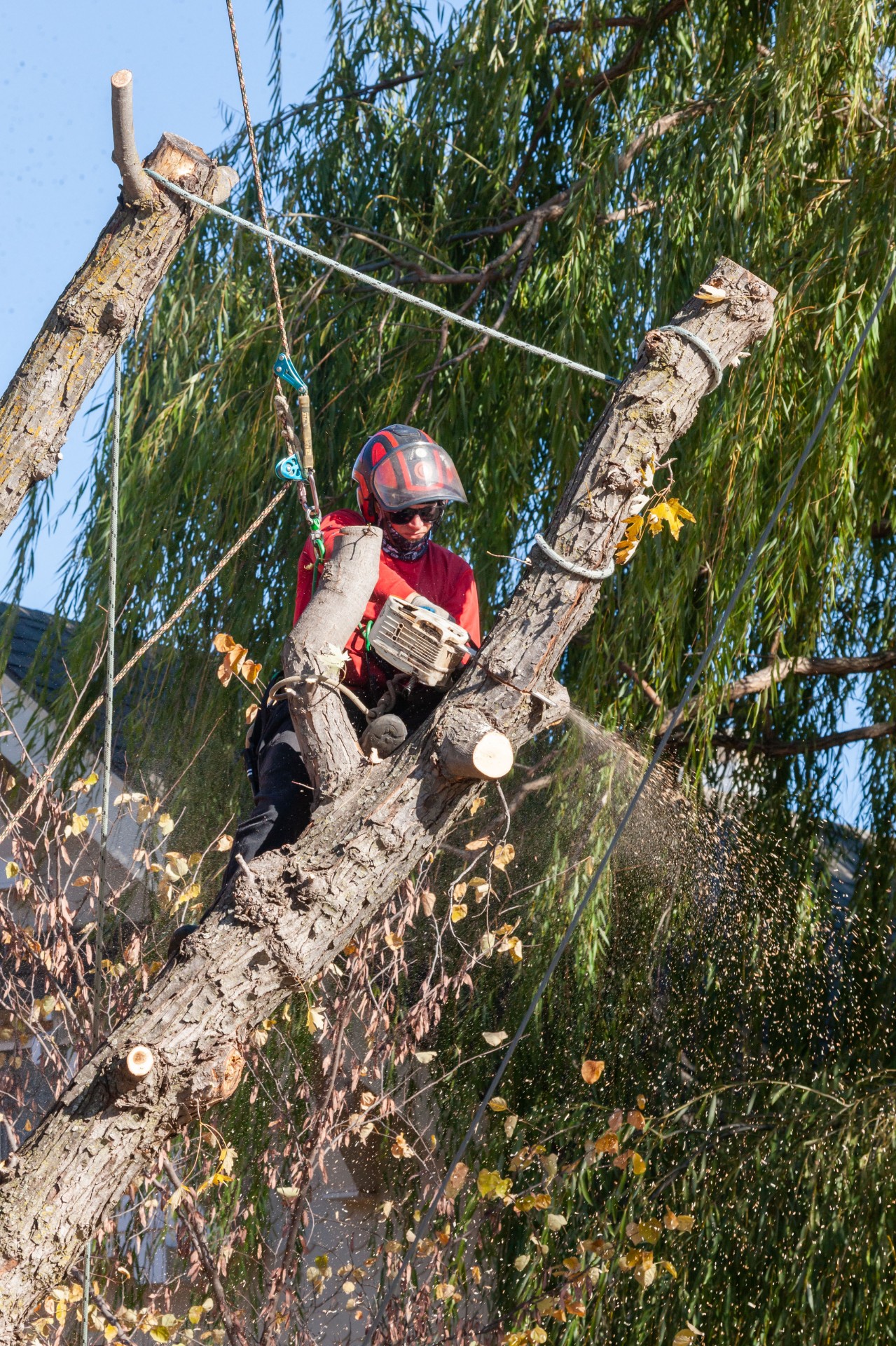 Joshua Tree Lawn & Garden | Professional Tree Services Wichita KS