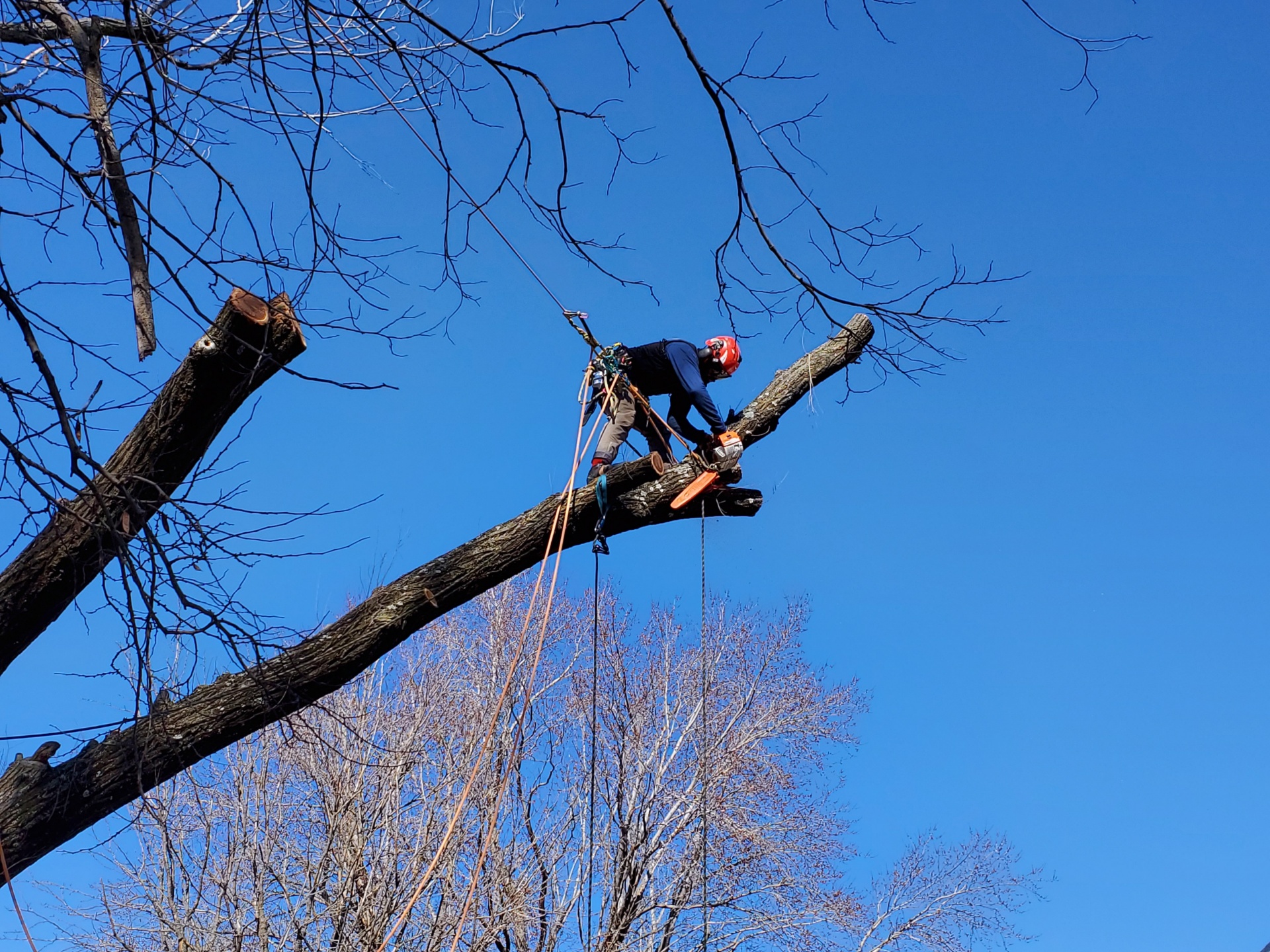 Joshua Tree Lawn & Garden | Professional Tree Services Wichita KS