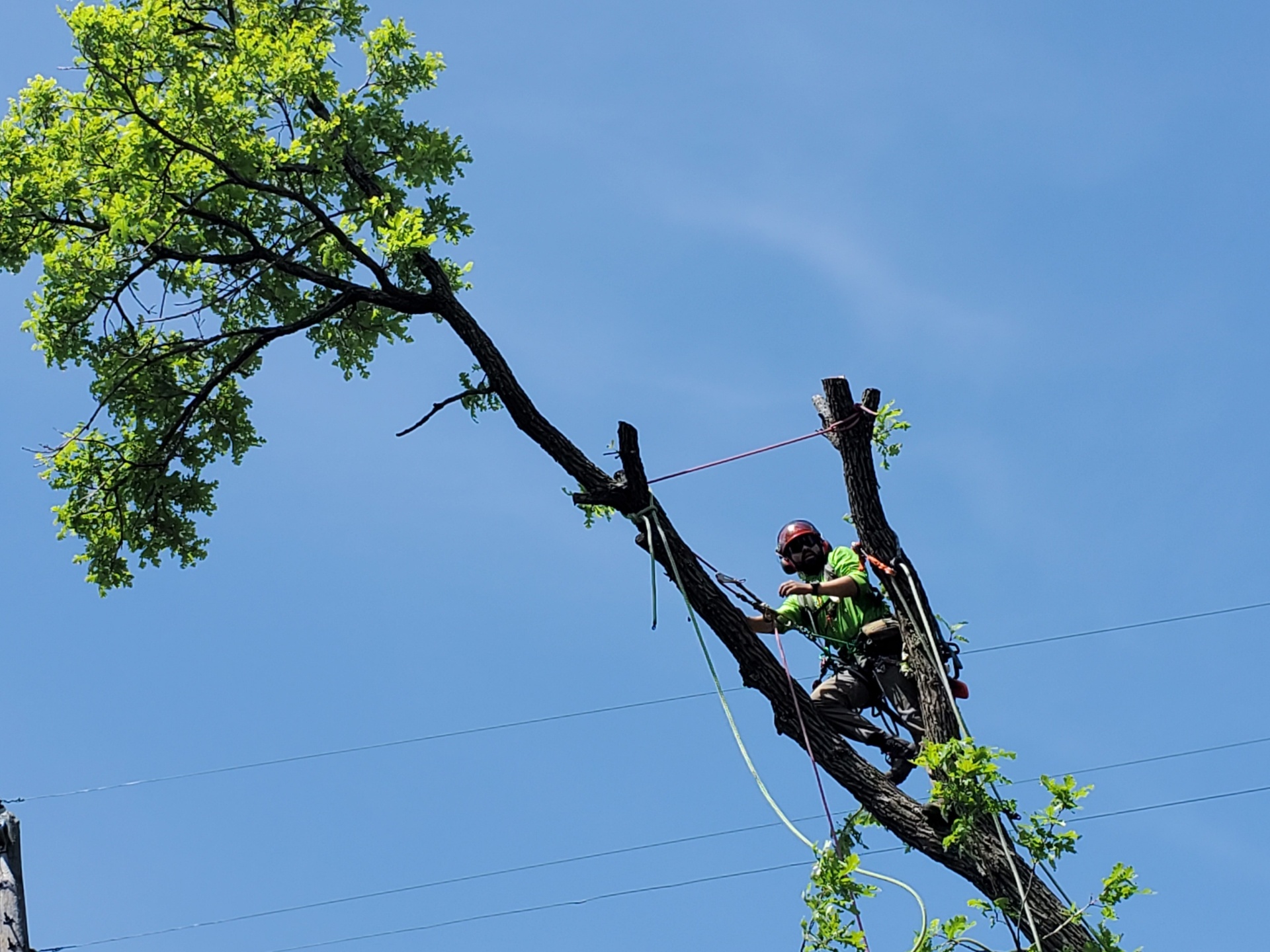 Joshua Tree Lawn & Garden | Professional Tree Services Wichita KS